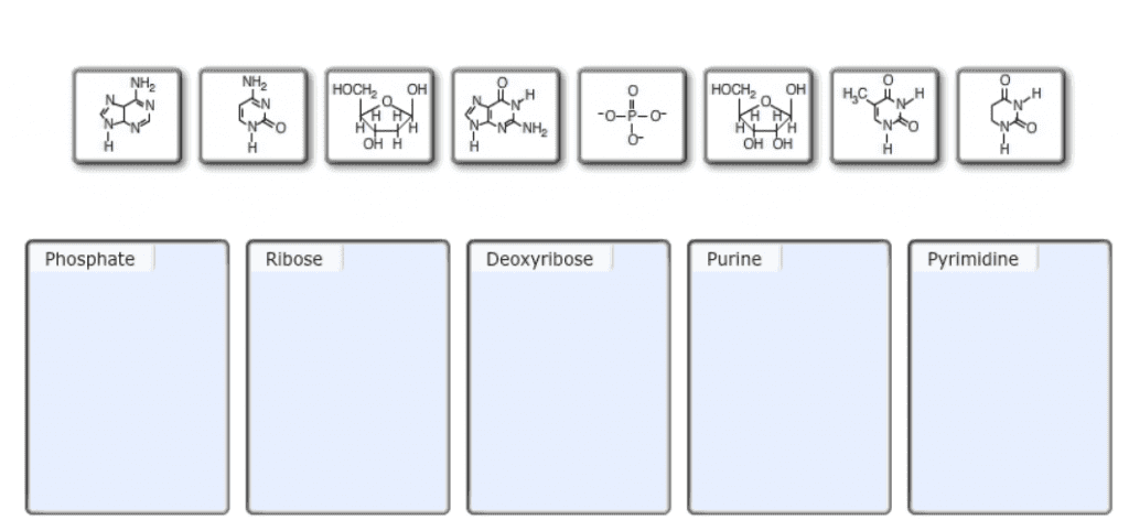 Sort these Nucleotide Building Blocks by their name or Classification. - Newbegun